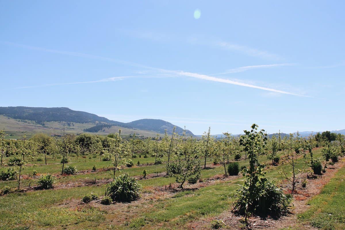 Alley Crop Tree System – Home for the Harvest Gardening Blog – Home for ...