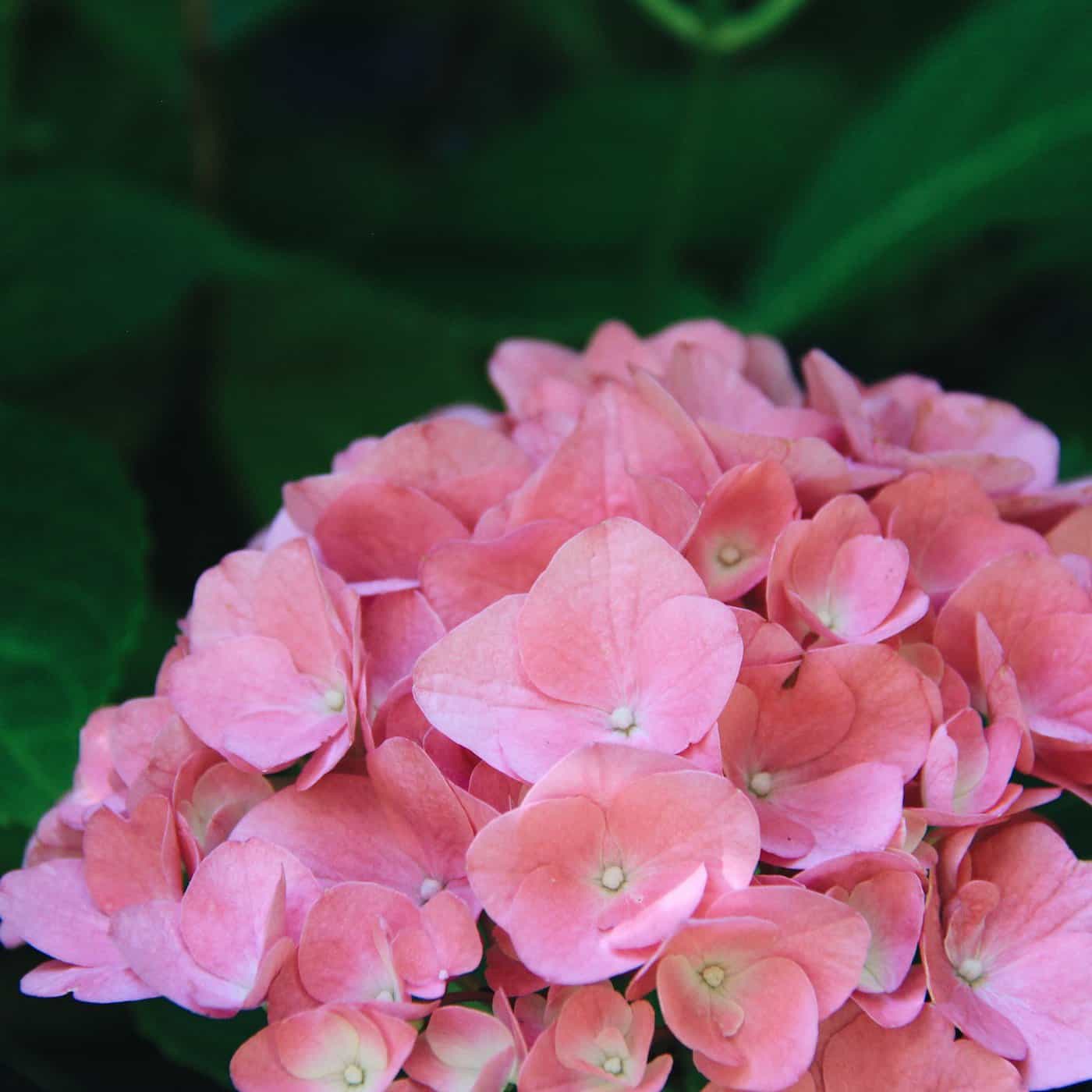 Pink Hydrangea | Home for the Harvest Gardening Blog – Home for the Harvest