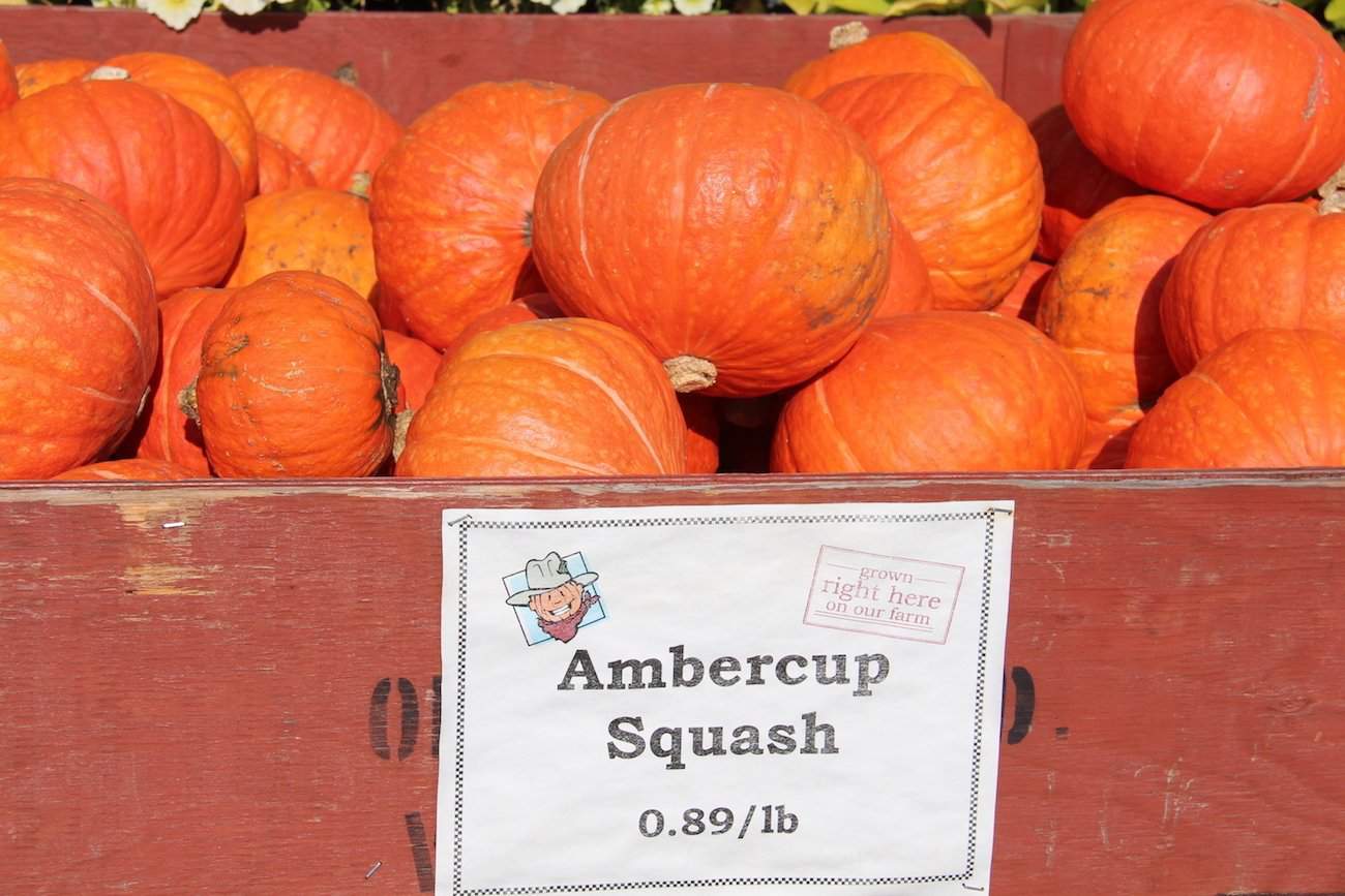 Ambercup Squash | Home for the Harvest – Home for the Harvest