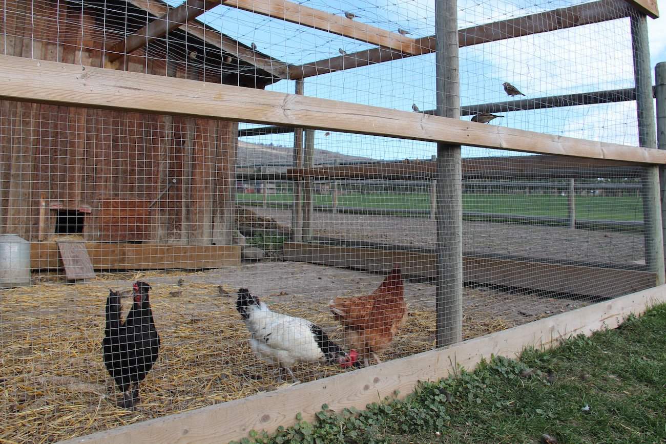 Chickens at Davison Orchards | Home for the Harvest – Home for the Harvest