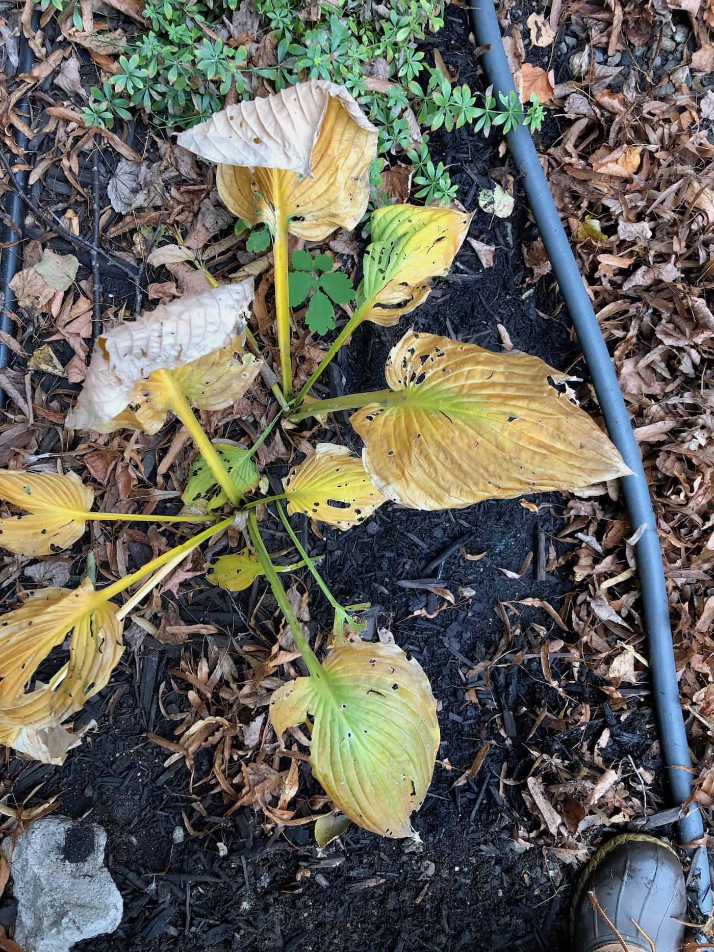 Dead Foliage on Hosta Plant After Frost – Home for the Harvest