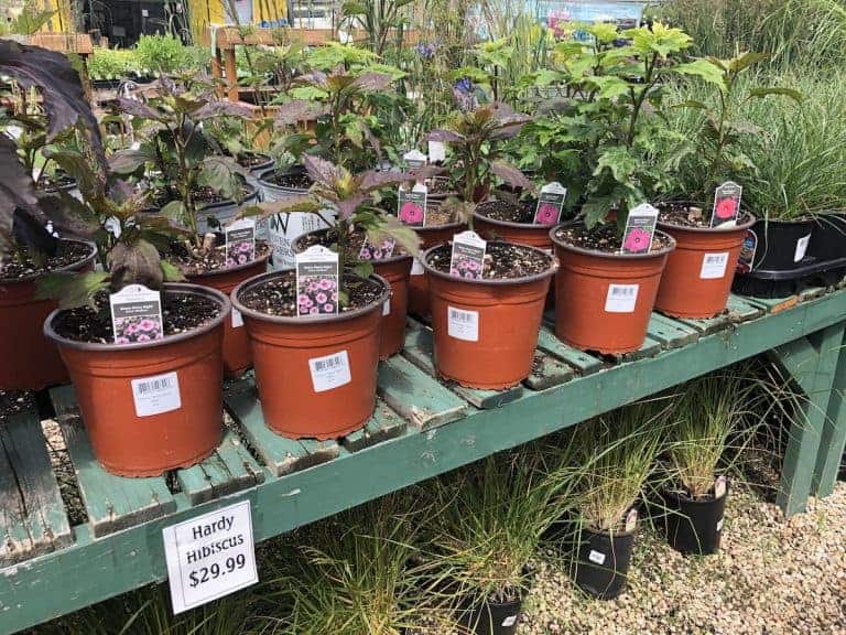 Dinner plate hibiscus ???? ???? Unleash the tropical vibe in your garden