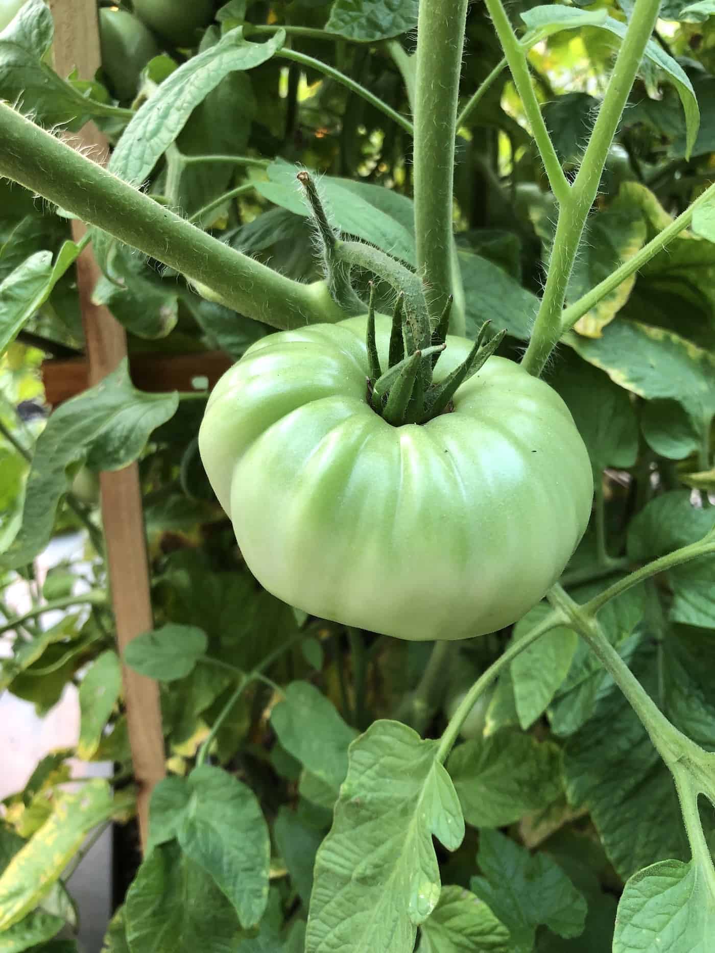 Large Green Tomato on the Tomato Plant – Home for the Harvest
