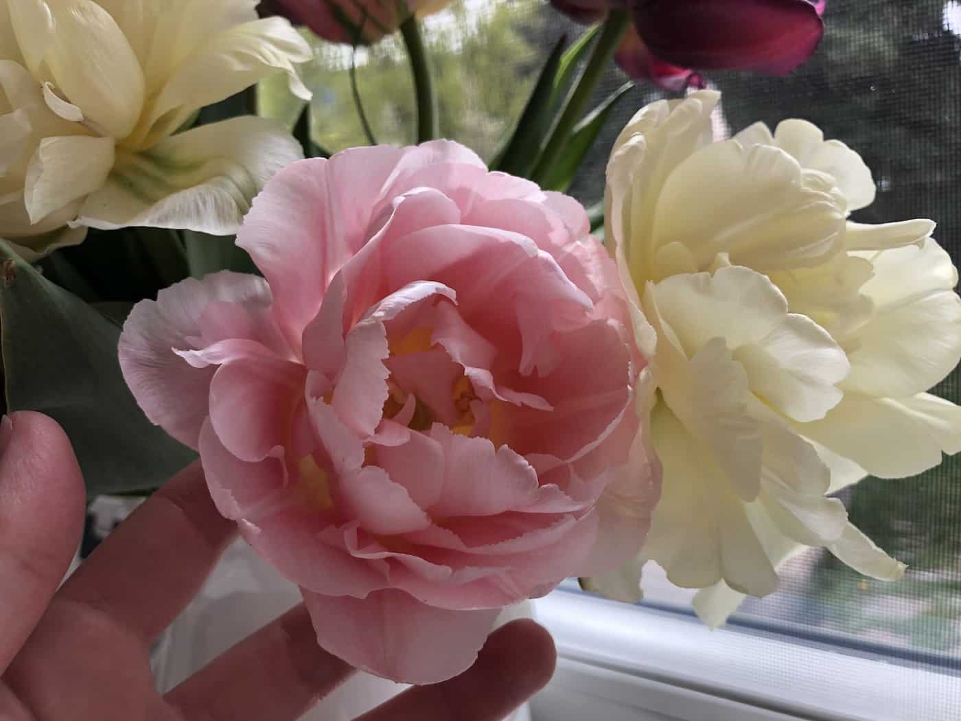 double pink tulip – Home for the Harvest