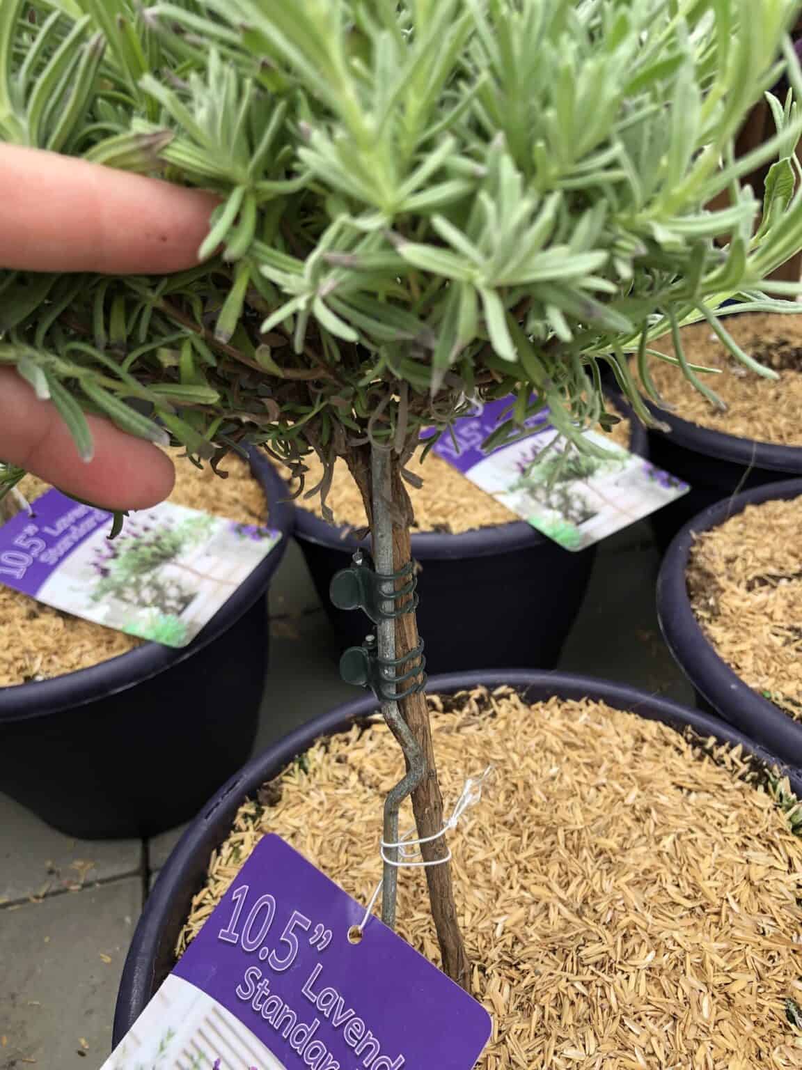 Lavender tree guide ???? ???? Varieties, care, and tips for healthy plants