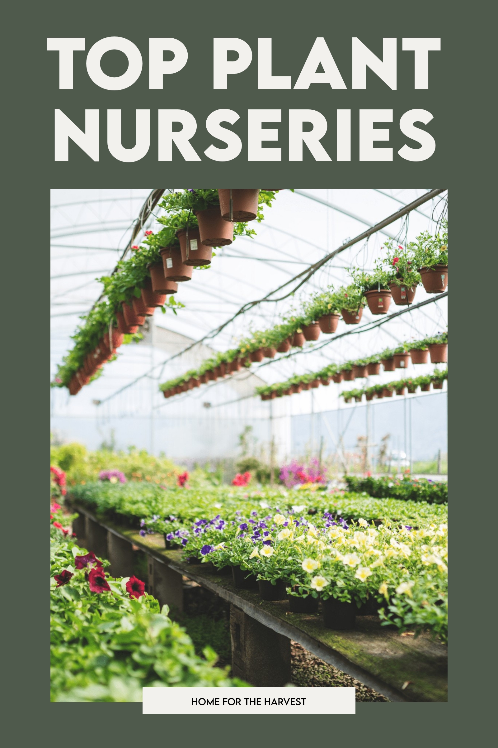 10 best plant nurseries to check out ???????? Top picks for quality and ...
